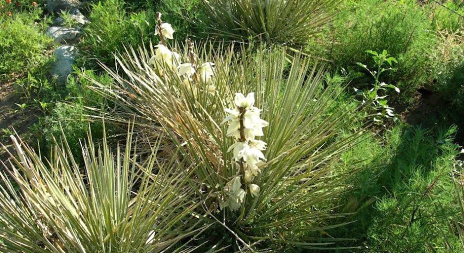 Vacation at Great Sand Dunes National Park