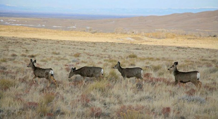 Vacation at Great Sand Dunes National Park